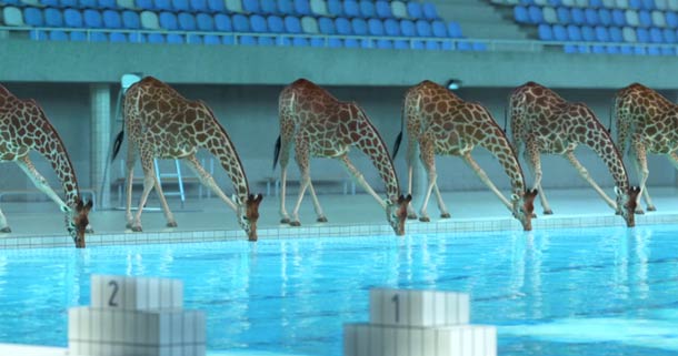 5m80 – Giraffes & swimming pool - Polkadot